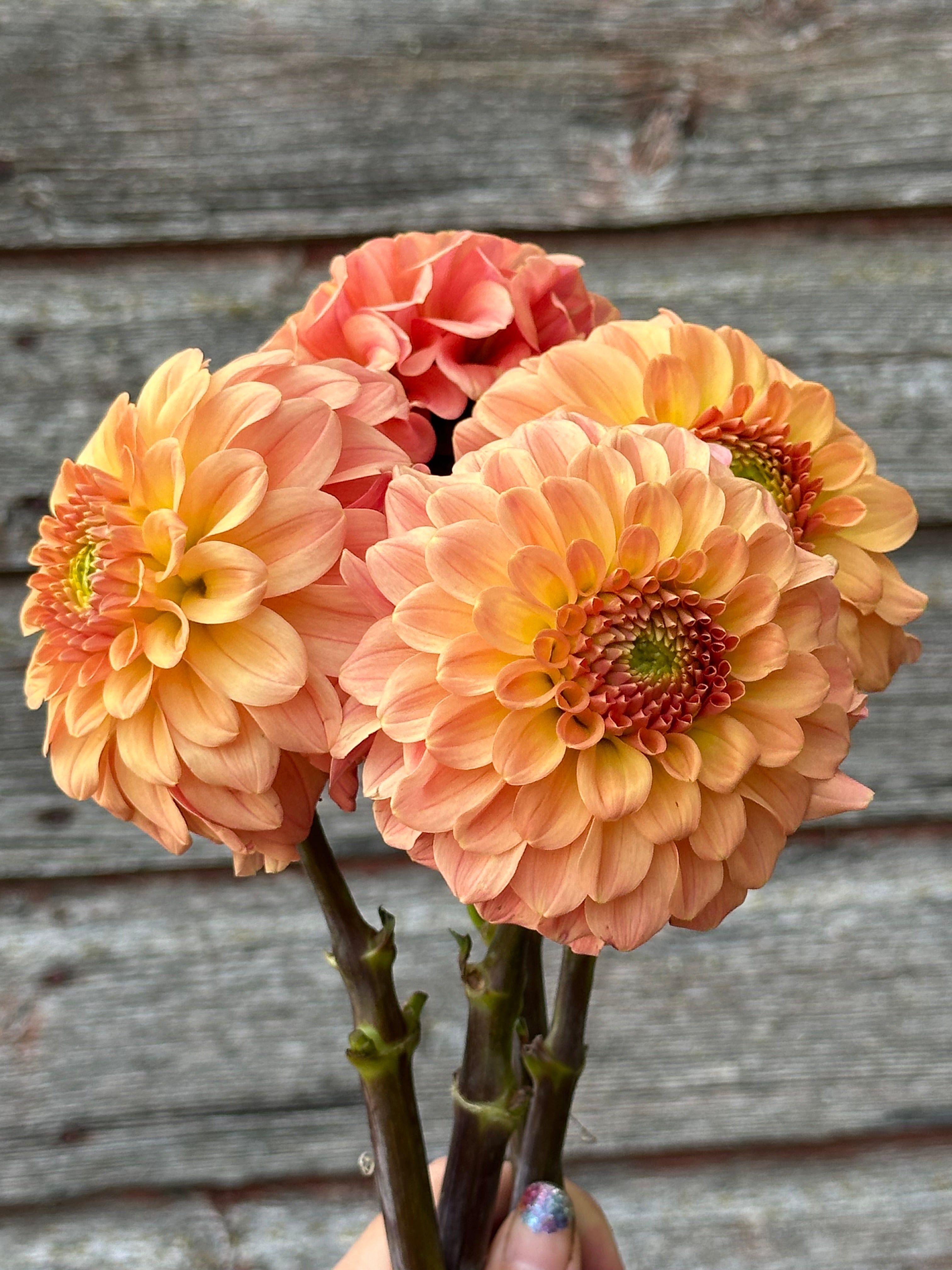 Bloomquist Constant – Torch River Flower Farm