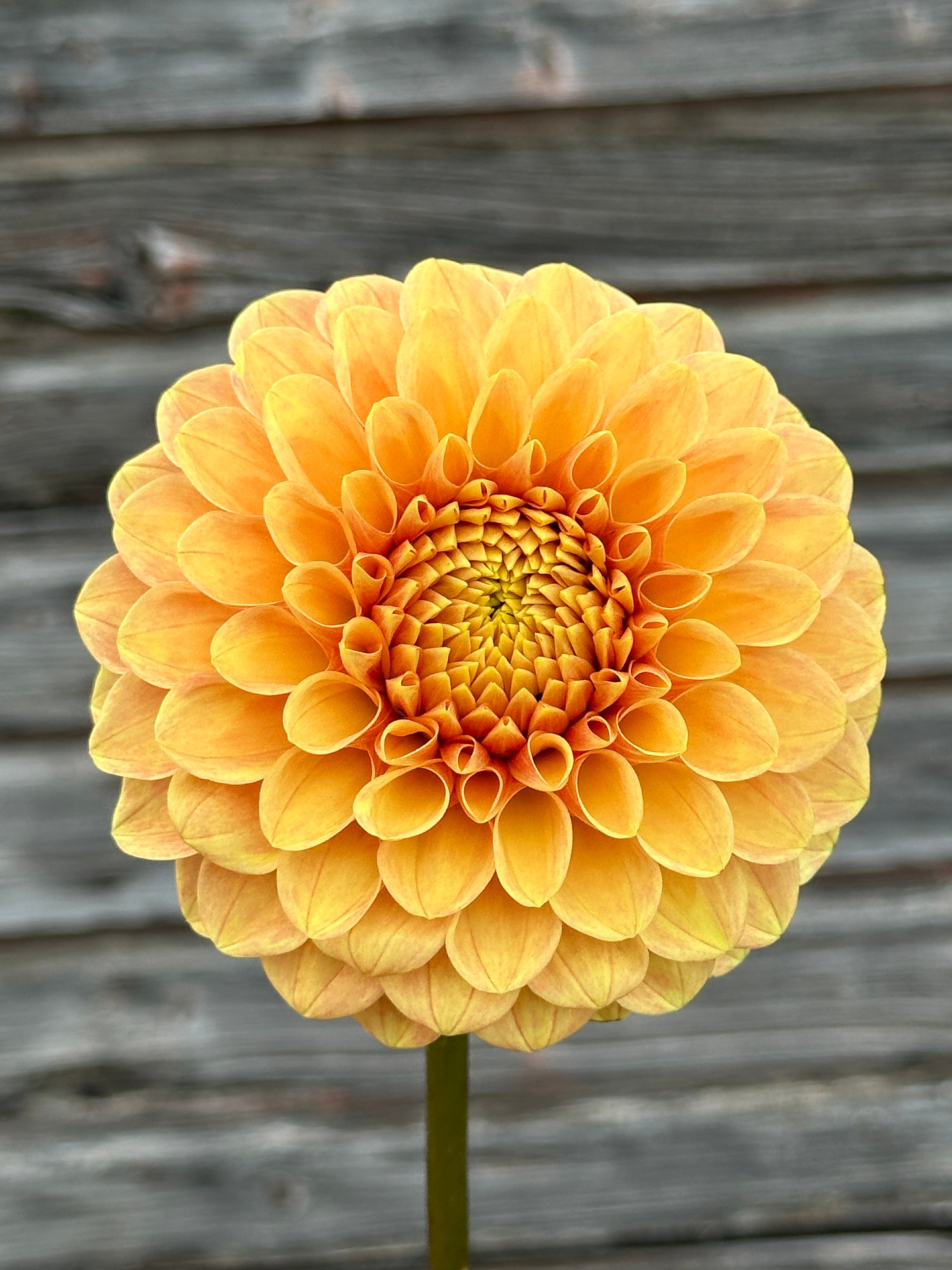 Darcy – Torch River Flower Farm