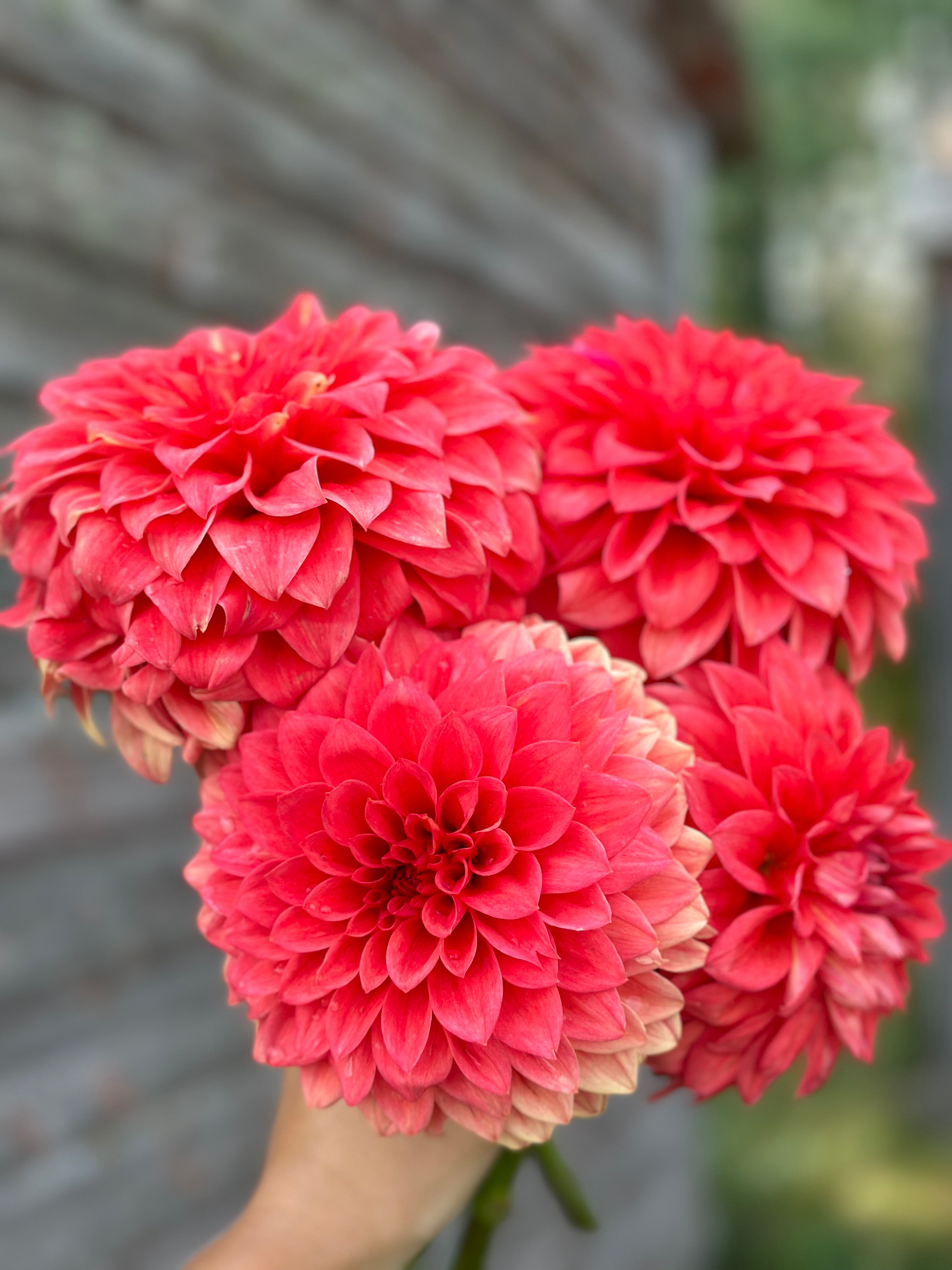 R Bob – Torch River Flower Farm