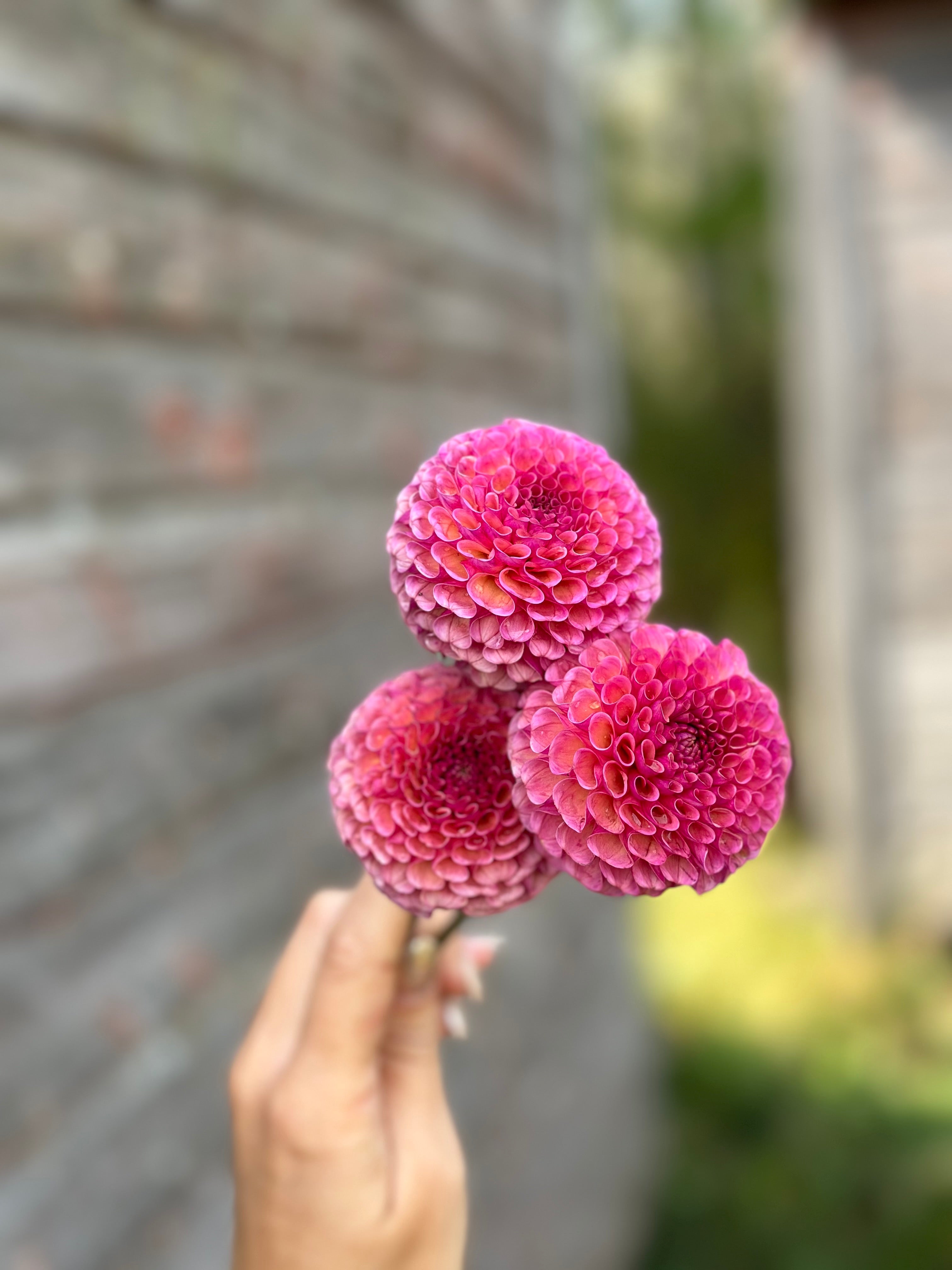 Koko Puff – Torch River Flower Farm