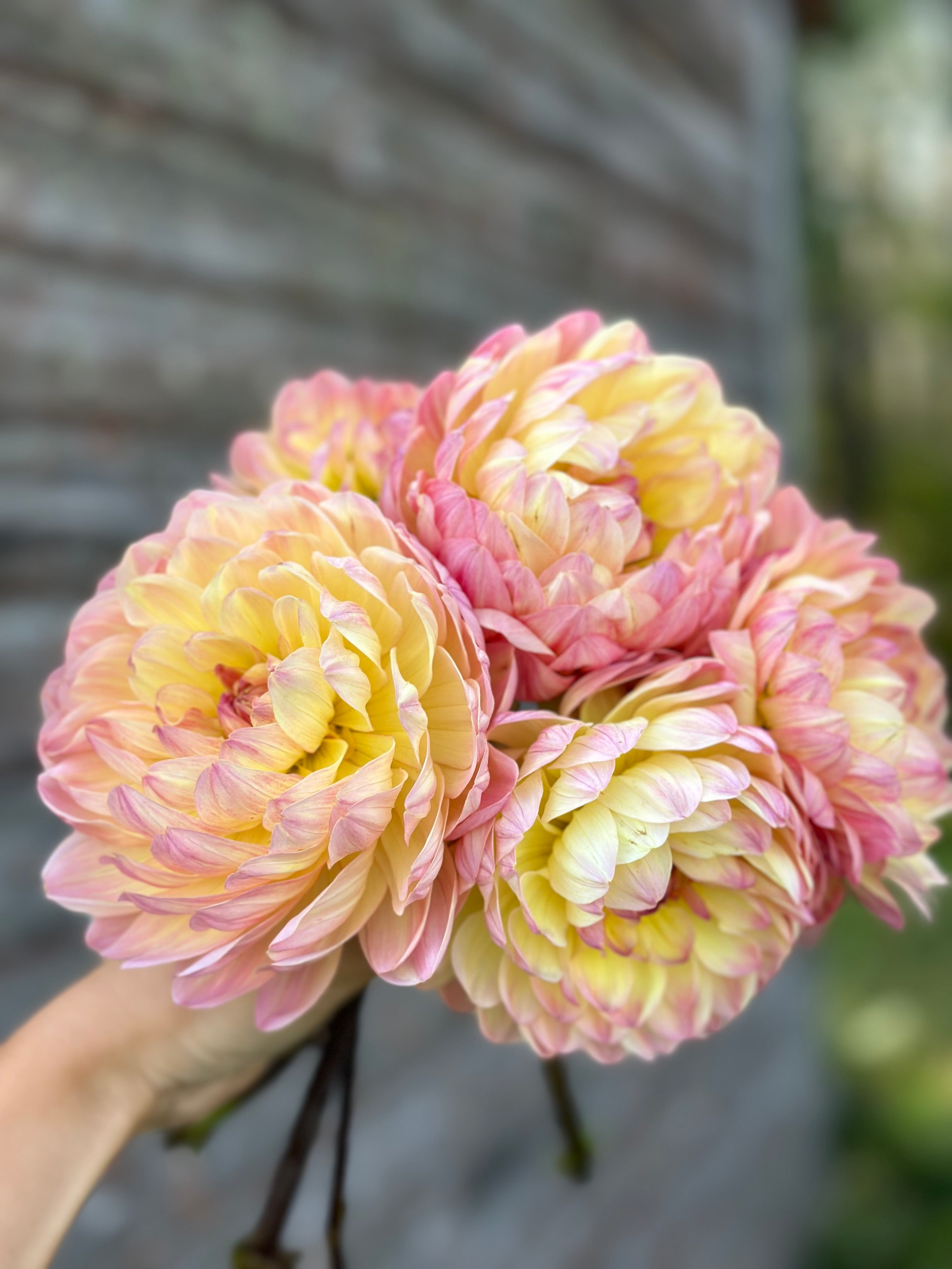 Sandia Bliss – Torch River Flower Farm