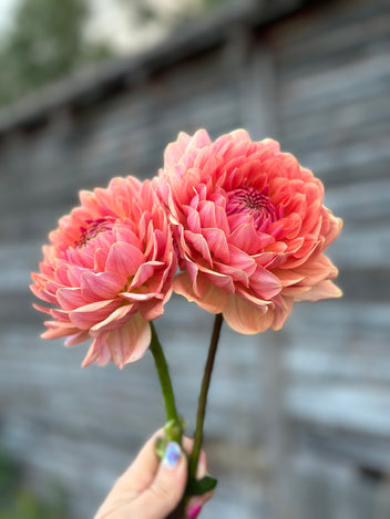 Torch River Flower Farm