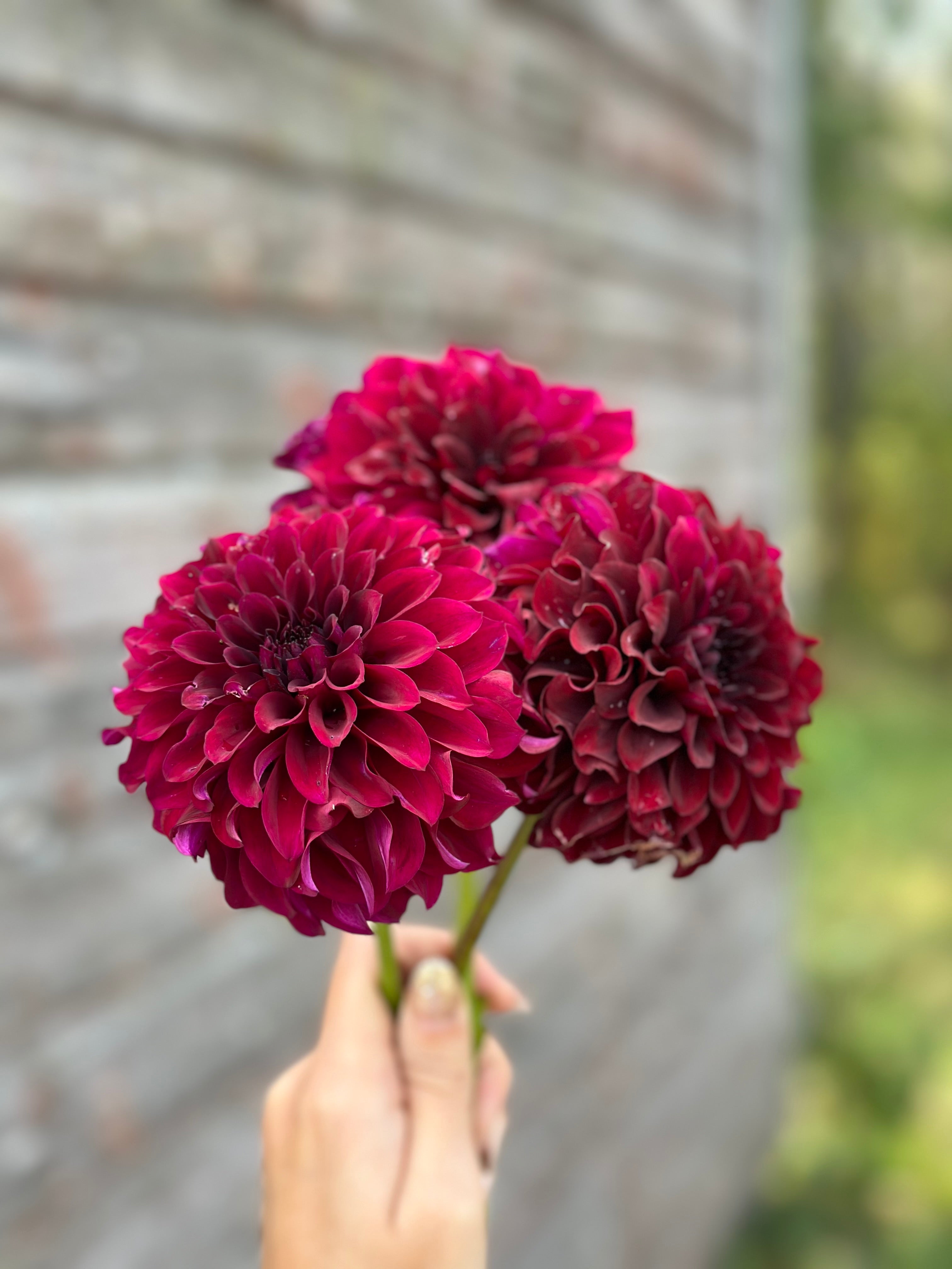 Shadow Cat – Torch River Flower Farm