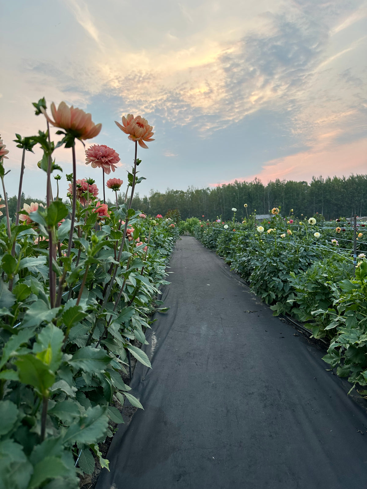 Torch River Flower Farm