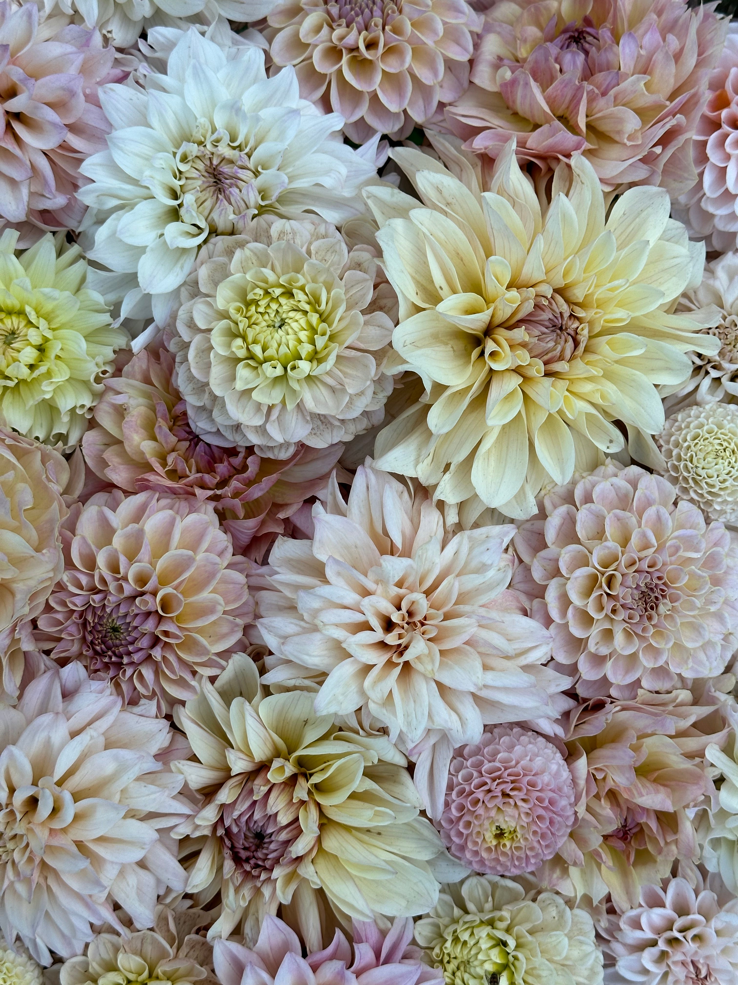 Torch River Flower Farm