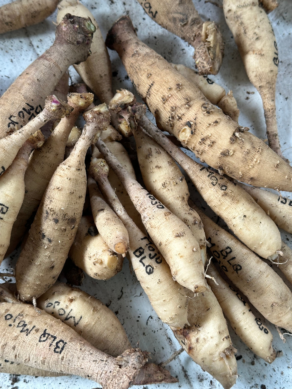 Torch River Flower Farm