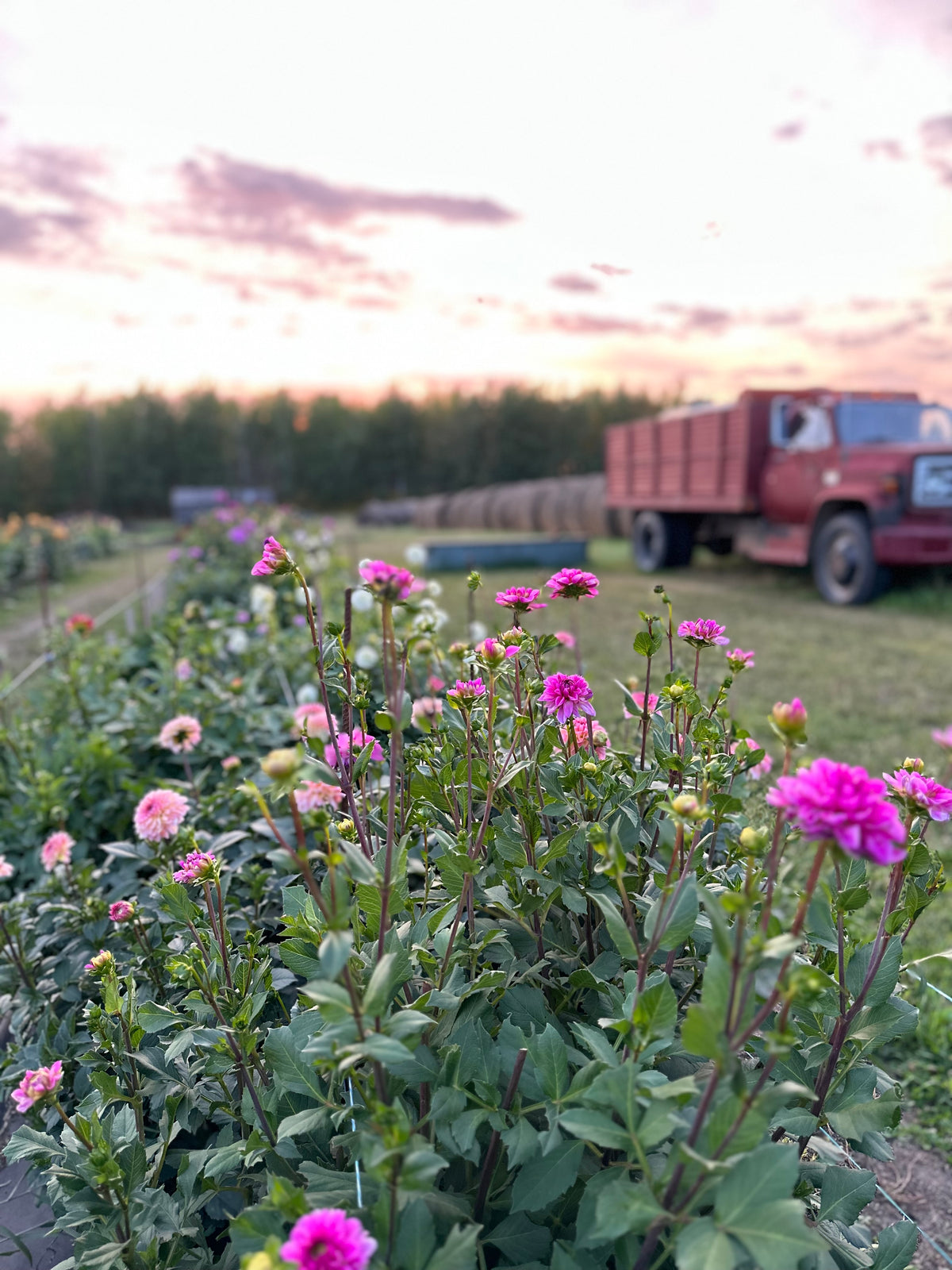Torch River Flower Farm