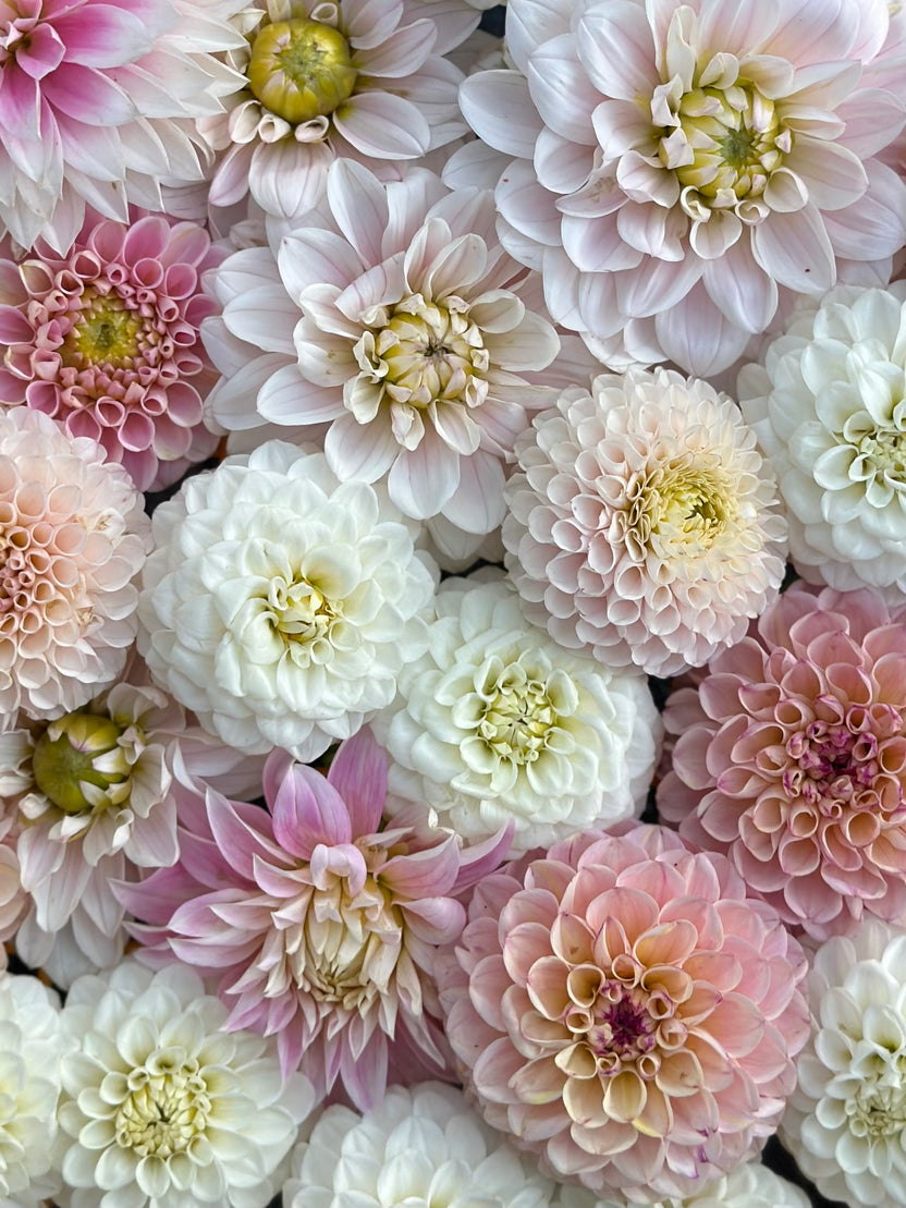 Torch River Flower Farm