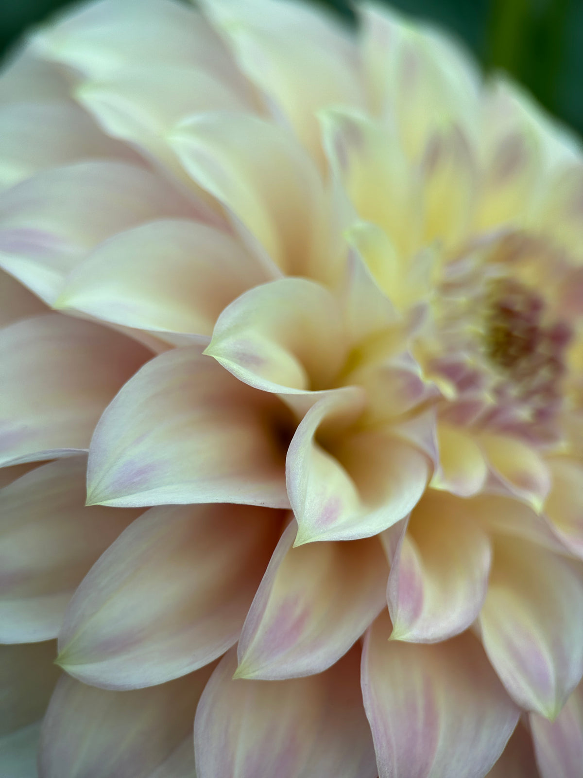 Torch River Flower Farm