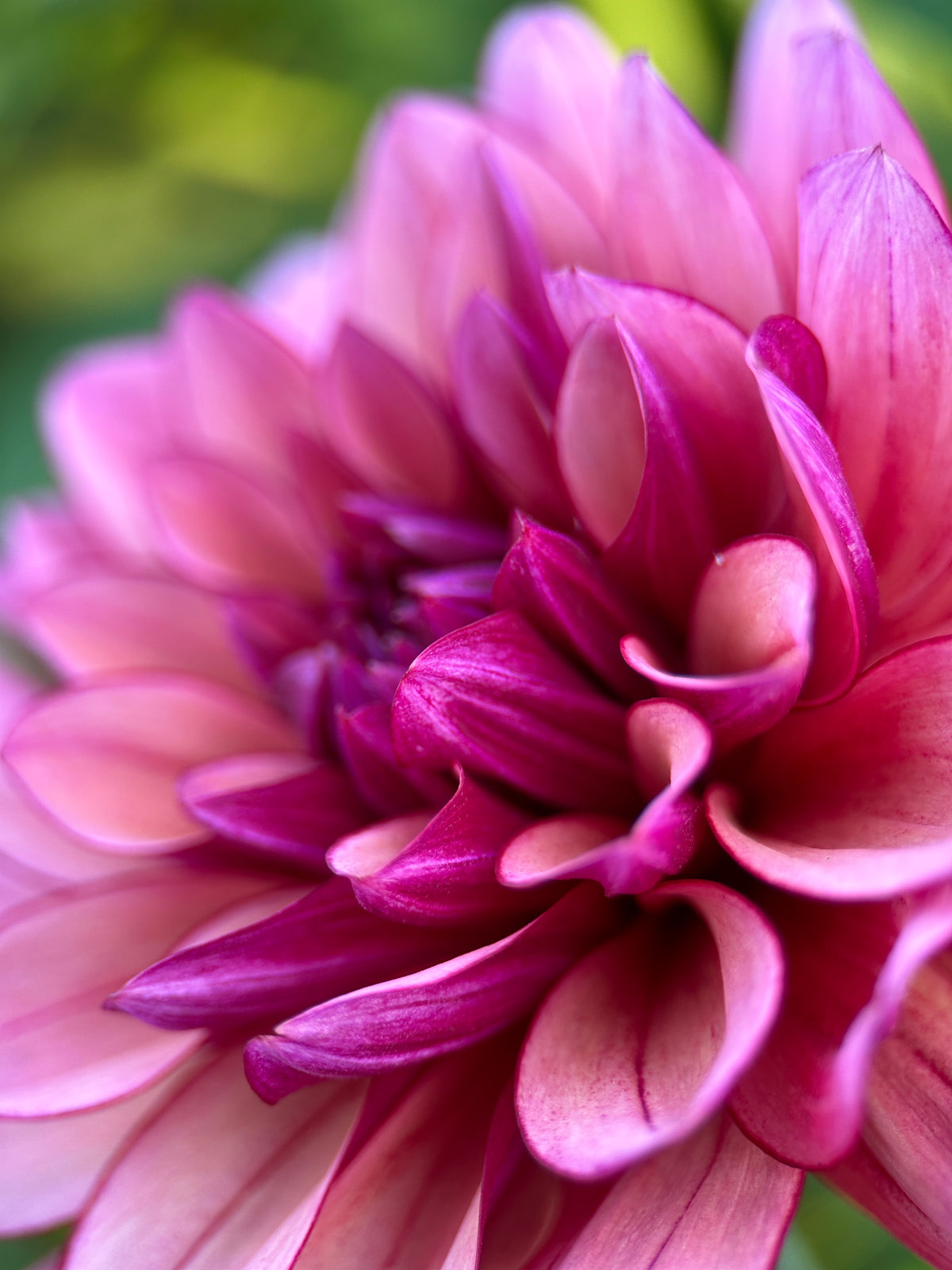 Torch River Flower Farm