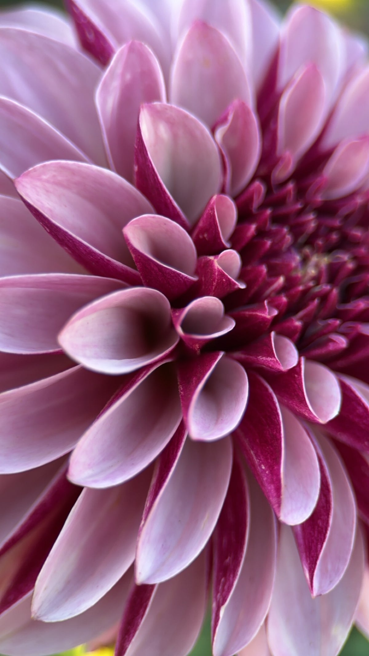 Torch River Flower Farm