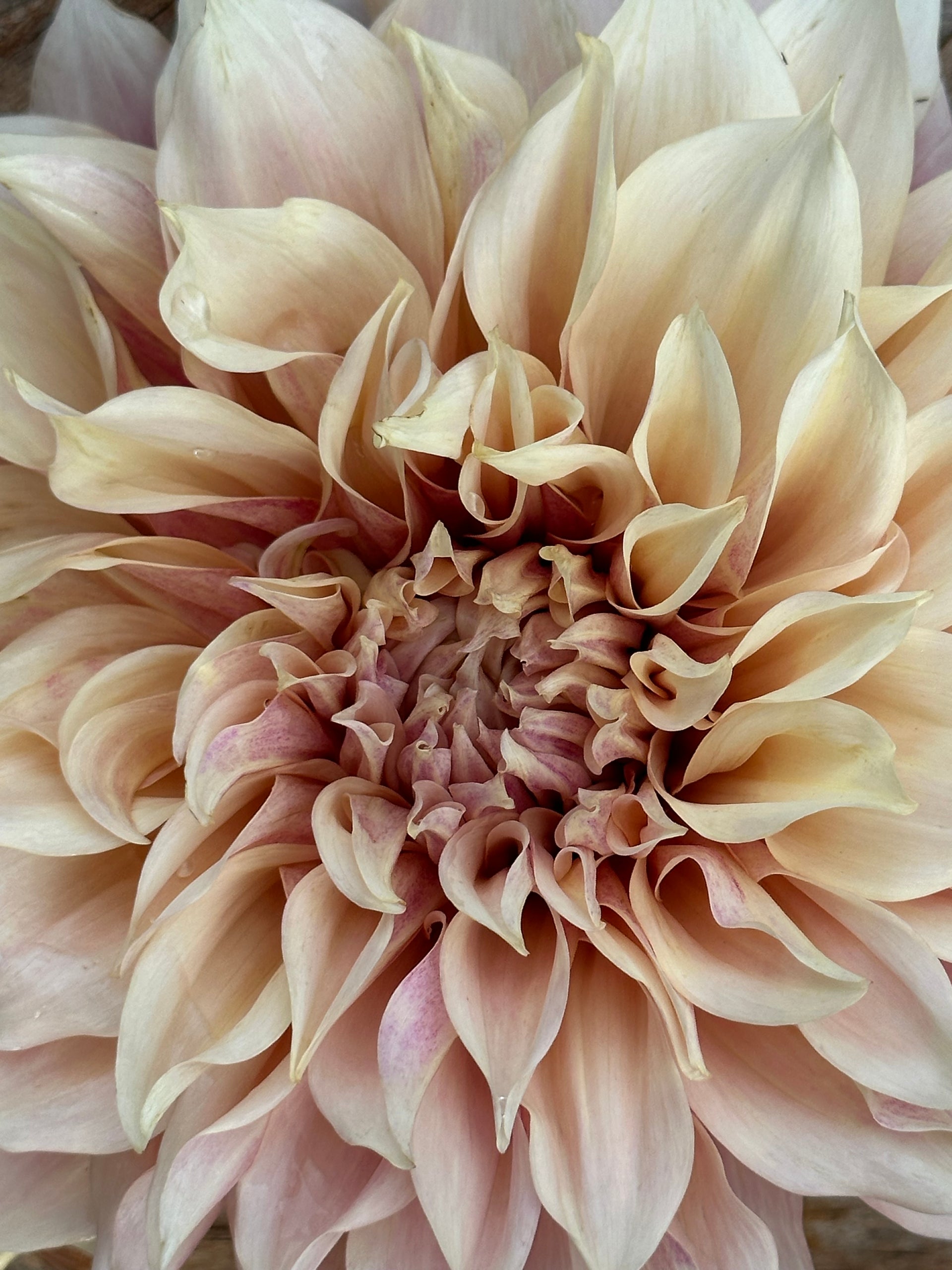 Torch River Flower Farm