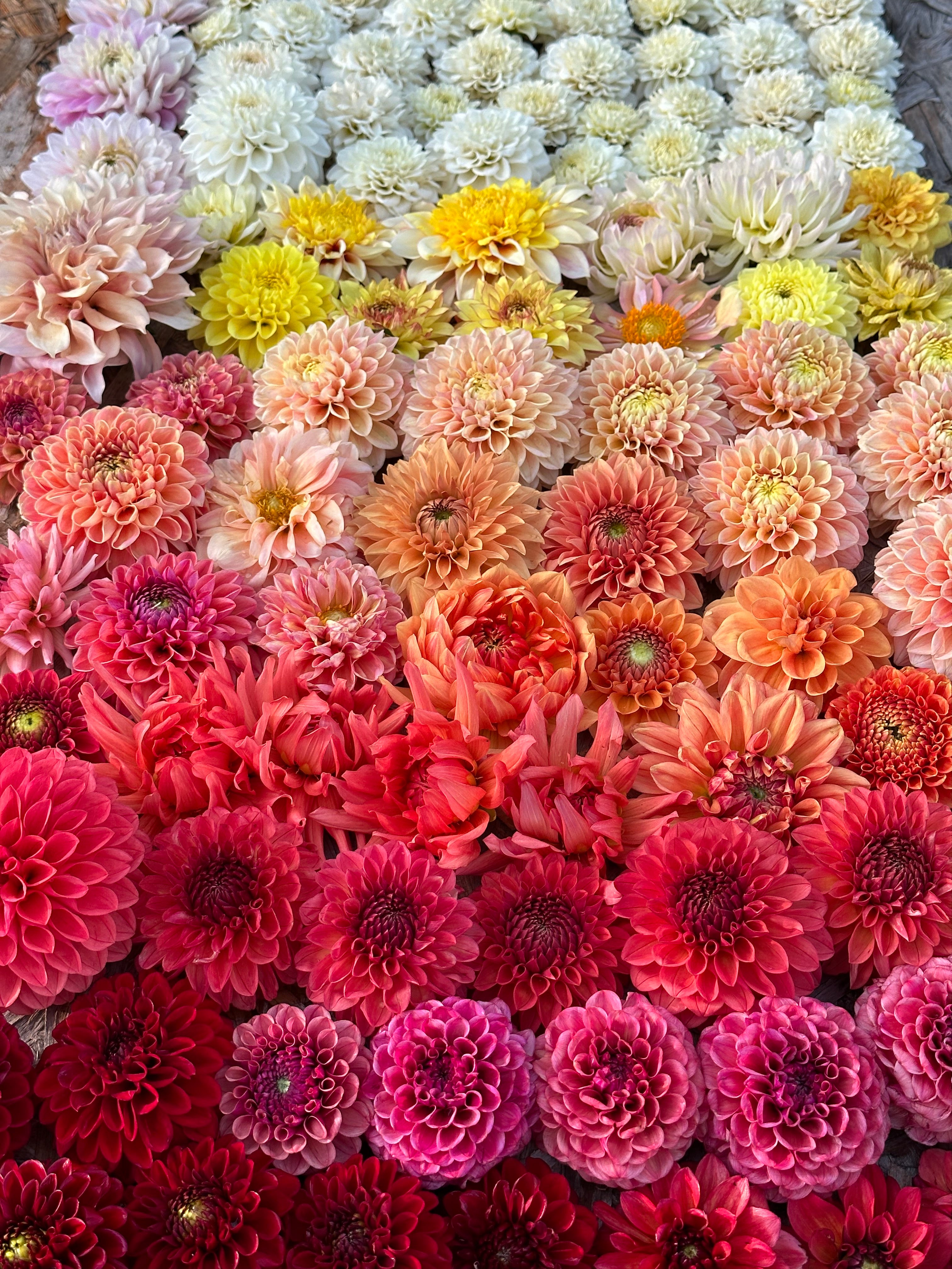 Torch River Flower Farm